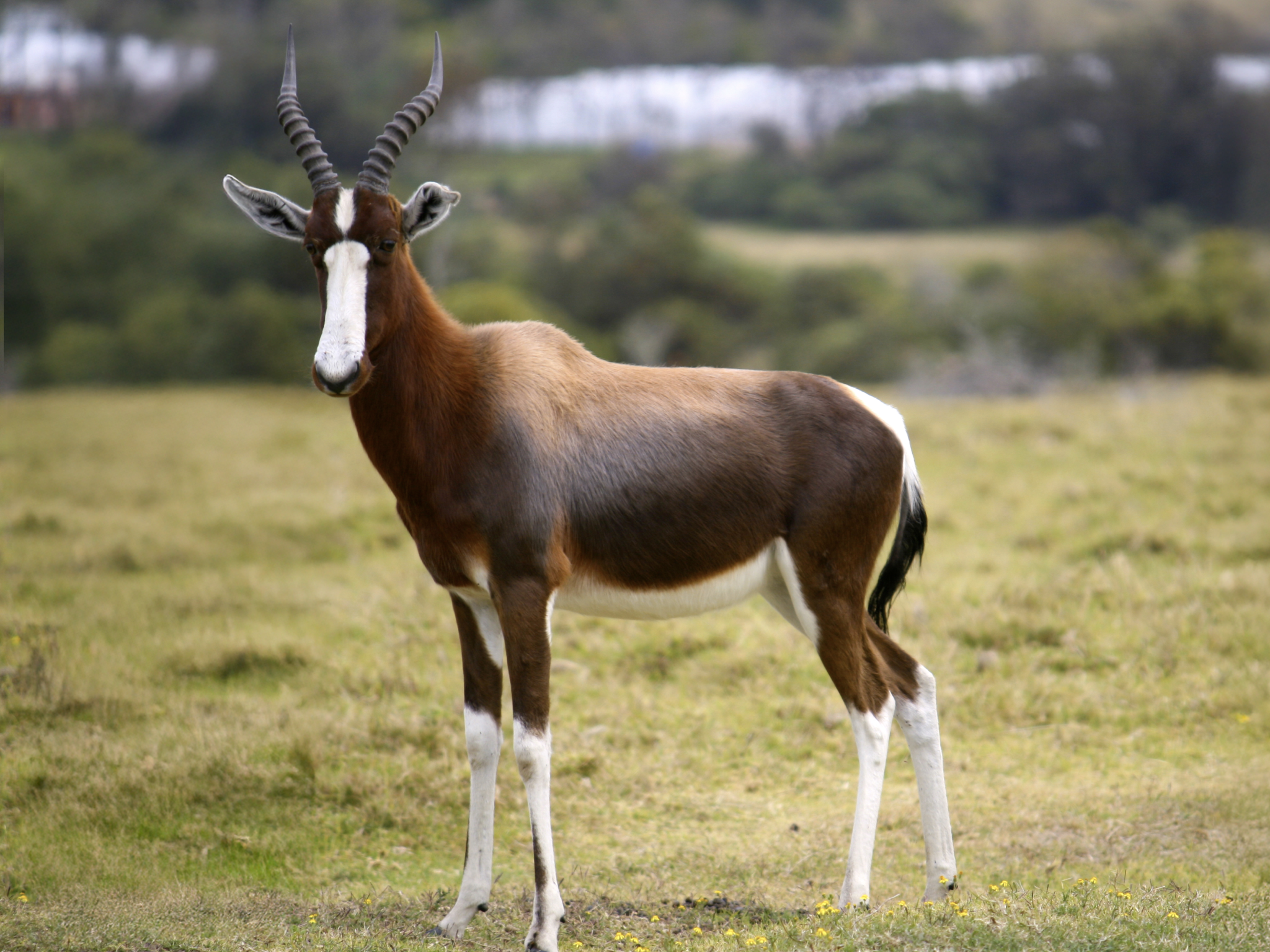 Our Wildlife - Serapa Safaris