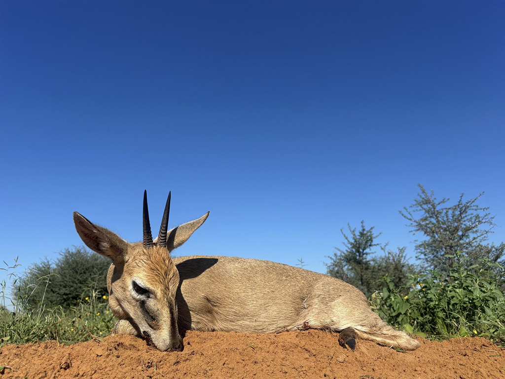 Our Wildlife - Serapa Safaris
